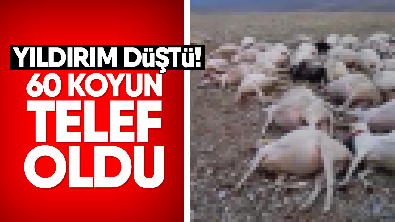 Yıldırım düştü! 60 koyun telef oldu - Hedef Gazetesi